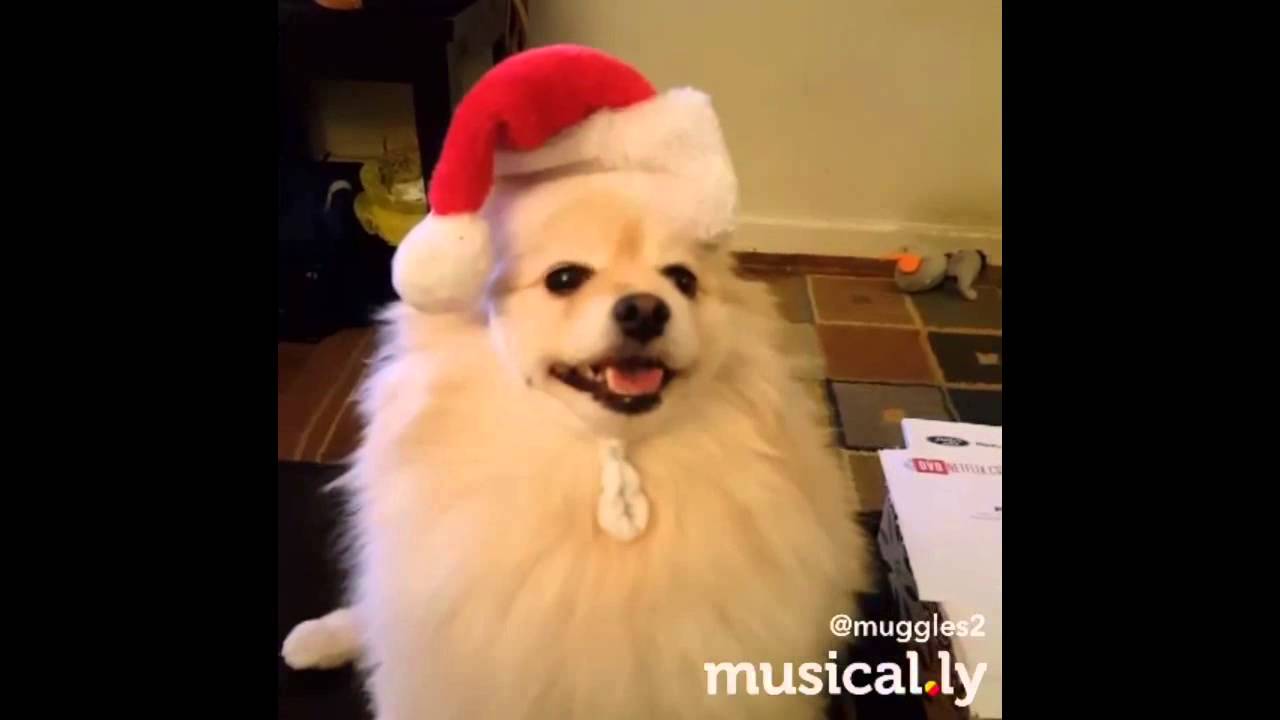 My Favorite Musicals On Musical.ly From Muggles 🐶The Dog🐶 @muggles2 ...