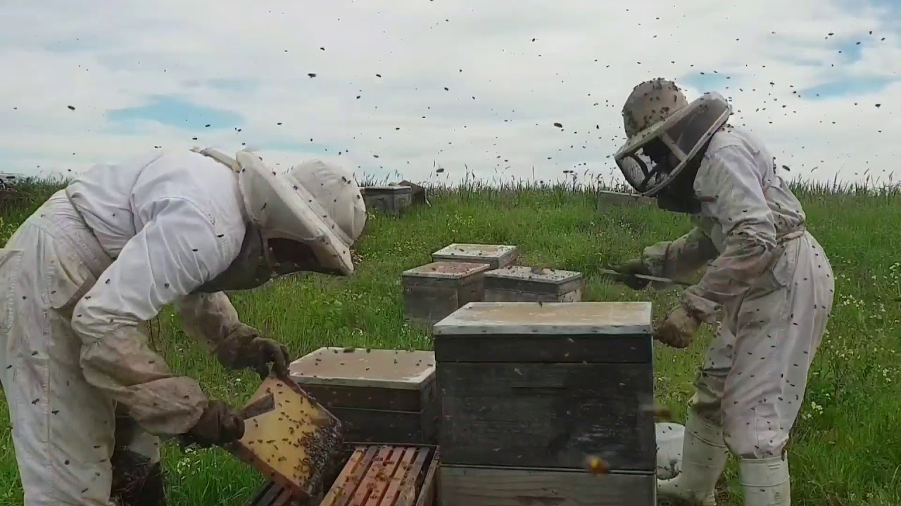 Through the Eyes (and Ears) of a Beekeeper - YouTube