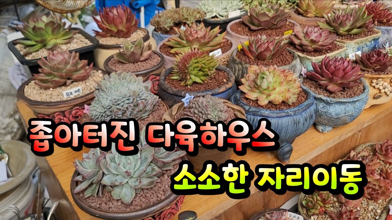 좁아터지는 다육하우스 소소한 자리이동 뽄쟁이다육 다육식물 다육이 다육이키우기 다육하우스 Youtube