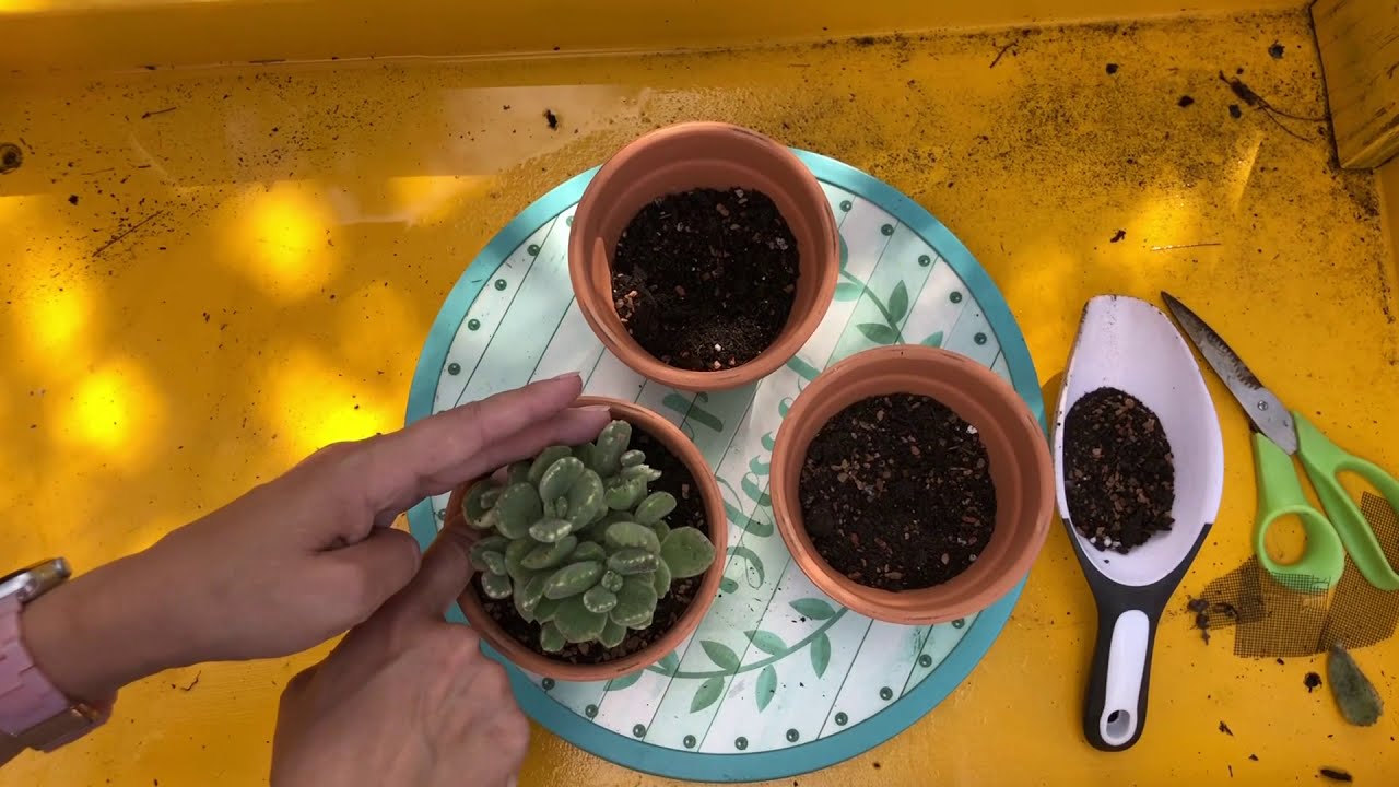Succulent unboxing from succulent box 2/2/2020 - YouTube