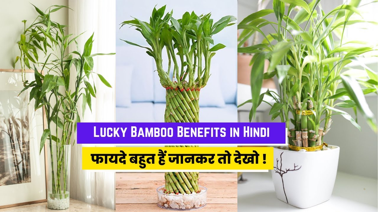 Benefits of Bamboo Plant | लकी बम्बू के फायदे - YouTube