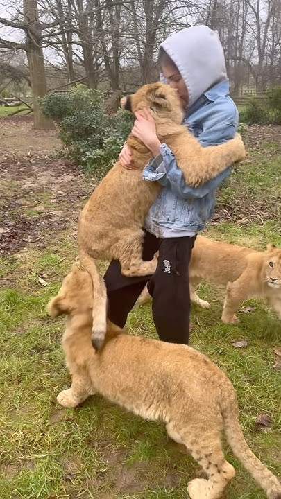 LION HUGS #viralvideo #cute #trendingshorts #funny #youtubeshorts #ytshorts #shorts #video # ...