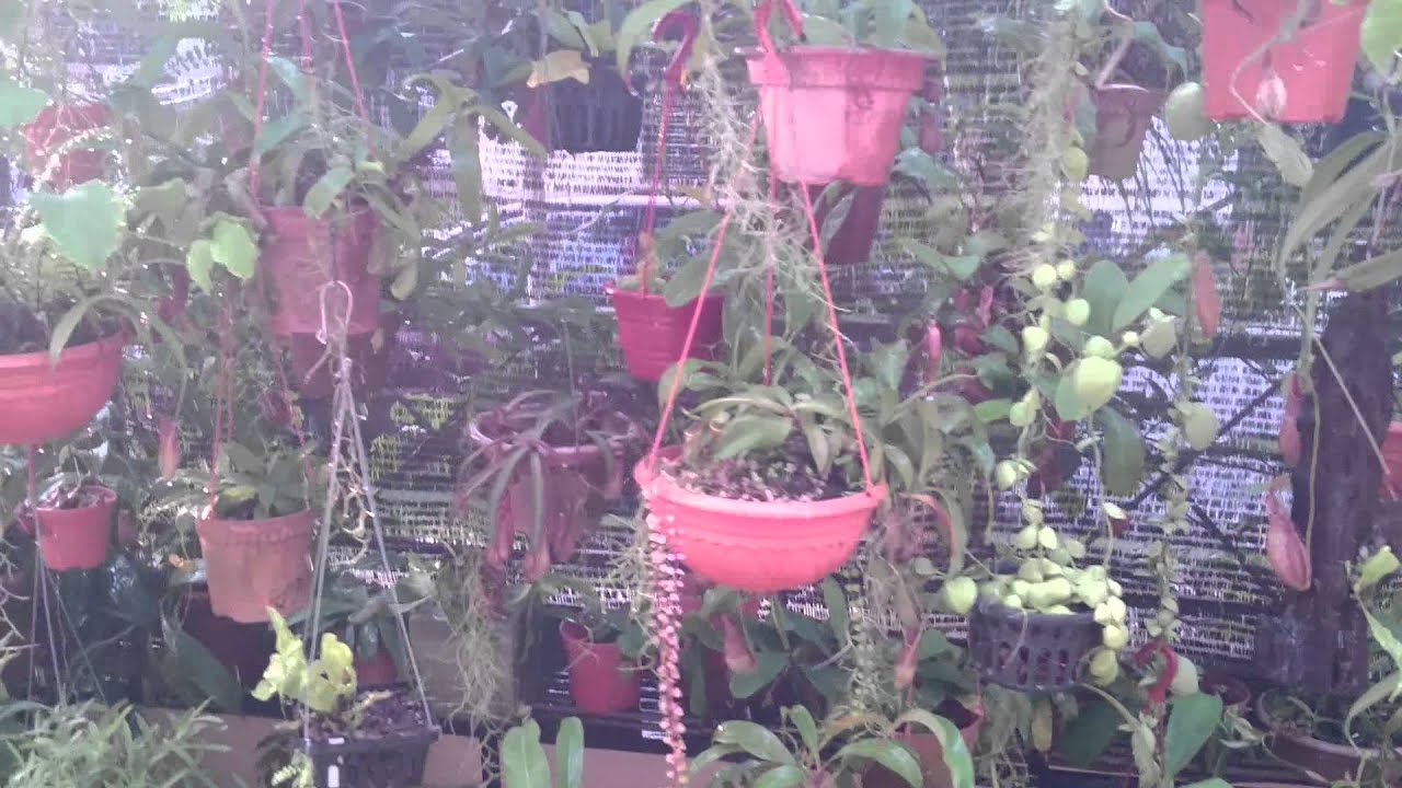 Automatic Watering System for Shadehouse - YouTube