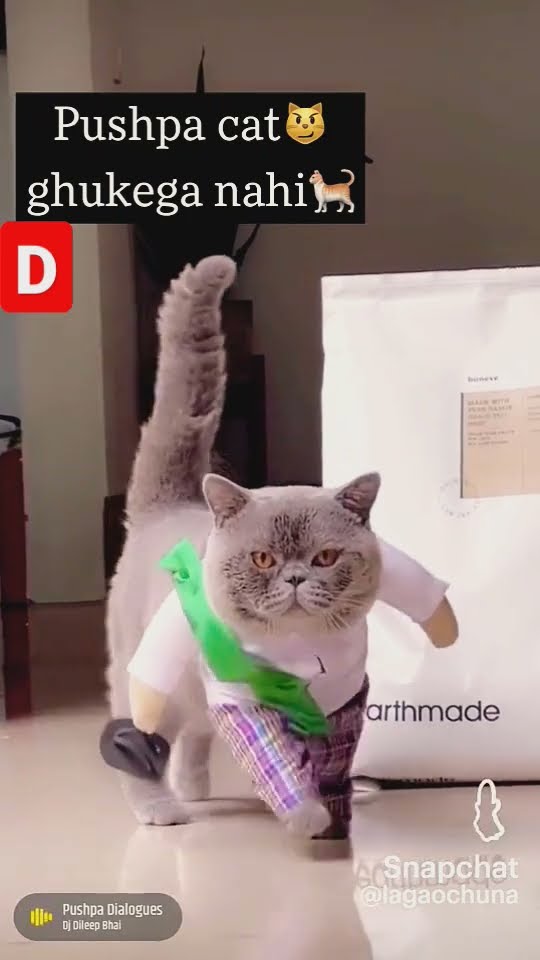 pushpa cat 😱😎#shorts#youtubeshorts #viral - YouTube