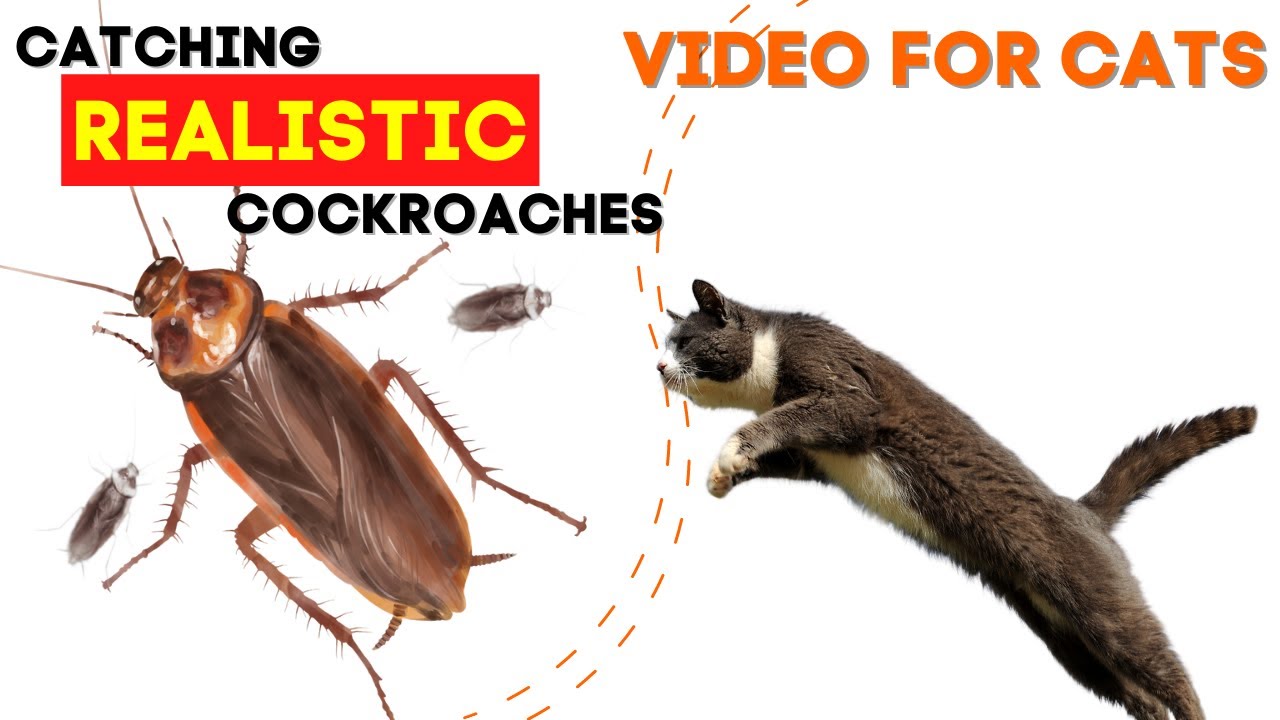 CAT GAMES Catching Cockroaches on Screen - Video for Cats to Watch ...