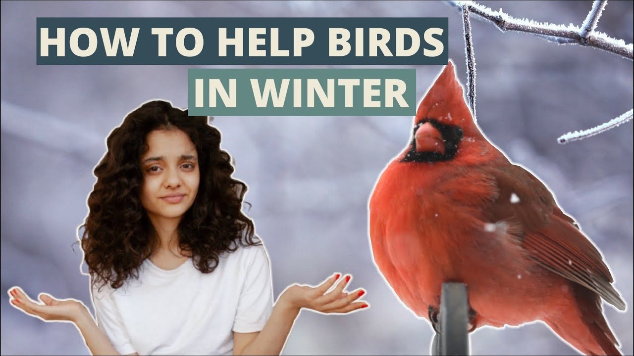7 Easy Ways How To Help Birds During Winter - YouTube