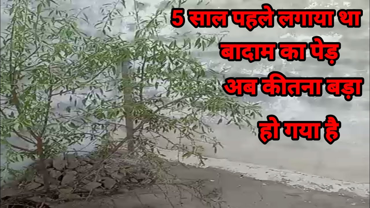 5 sal pahle Lagaya Tha badam ka ped 🌱🌱🌱🌱🌱😄😄😄 - YouTube