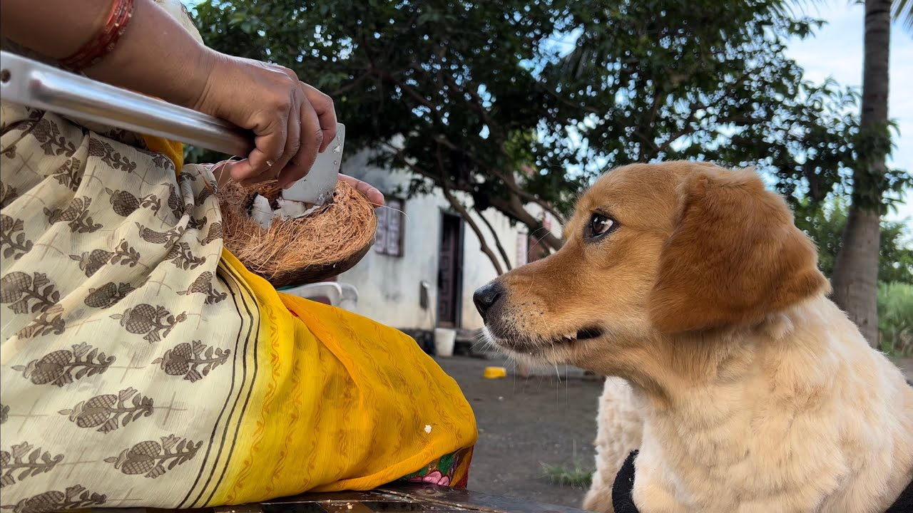 Cute Dog asking for extra CoConut | Golden retriever | - YouTube