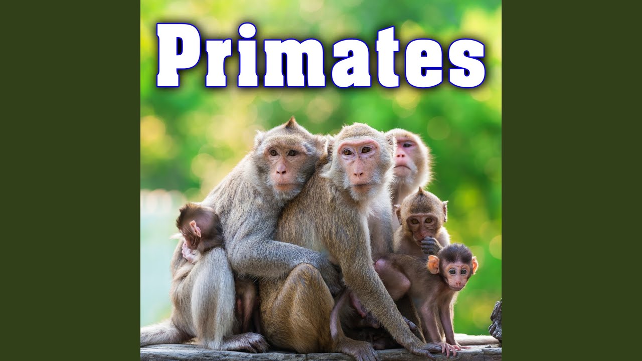 Group of Maki Monkeys Screaming Heavily - YouTube