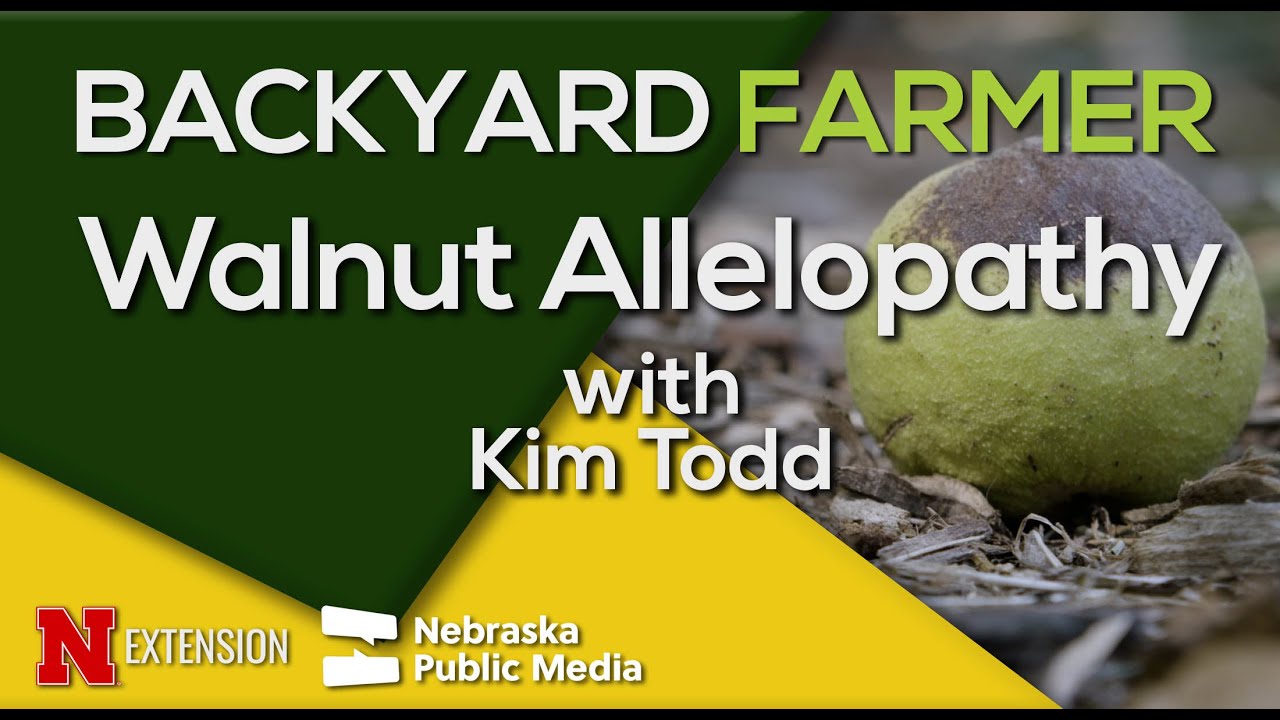 Black Walnut Toxicity Explained | How Juglone Affects Your Garden - YouTube