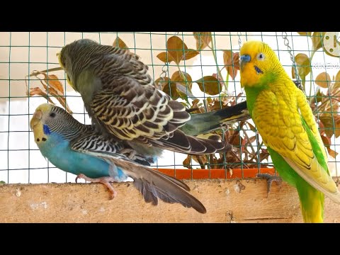 🌤️🐥📷🌼 Charming Weather for Parakeets Breeding Season🦜🐦🌸 ️ - YouTube