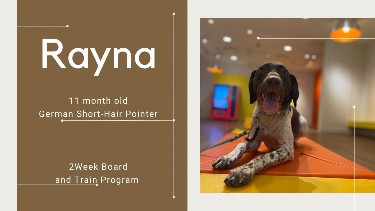 Best Dog Training in Chicago! 11 Month Old German Short Hair Pointer ...
