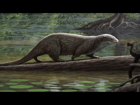 Wolf-Sized Otter Roamed Ancient China | Prehistoric News - YouTube