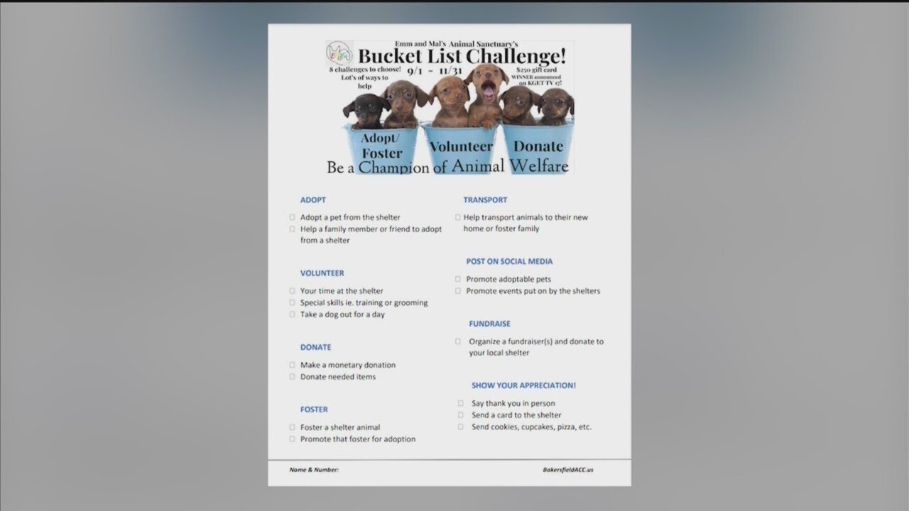 Bucket List Challenge for dogs - YouTube