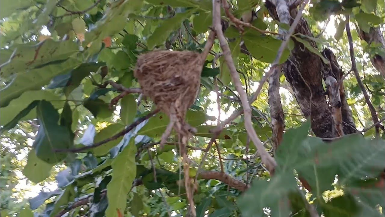 hanya bersarang di ujung ranting - YouTube