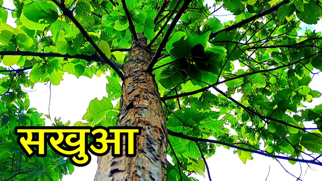 Sakhua Ki Full Details / सखुआ का पेड़ / Sakhua ka ped - YouTube