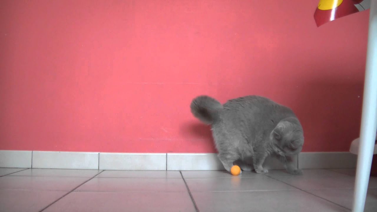 Ruby Cat - Toy of the Week #2 - Ping Pong Ball - YouTube