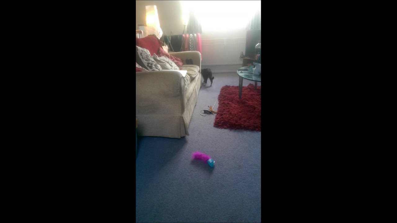 Kitten chasing Cat, funny cat video, funny animal - YouTube