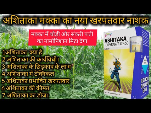 अशिताका गोदरेज नया खरपतवार नाशक मक्का मे चौड़ी और संकरी पत्ती का सफाया #ashitaka #makka #herbicides 
