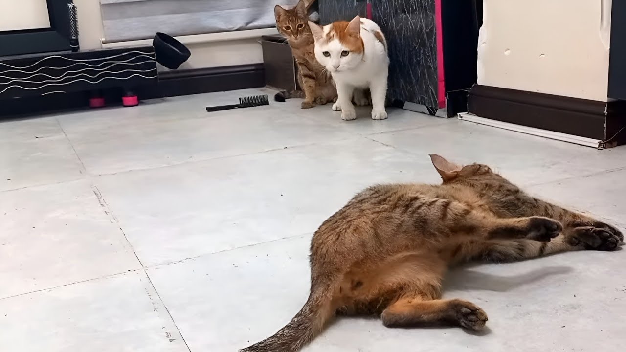 Funny Female Cat Behavior After Mating - YouTube