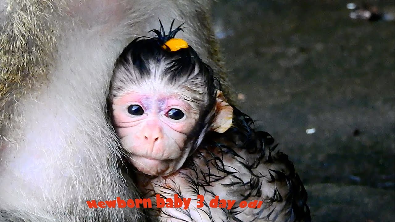 Adorable new born baby monkey receives warm care from mom after ...