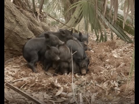 WILD PIG FARROWING NEST FLORIDA EP 5 - YouTube