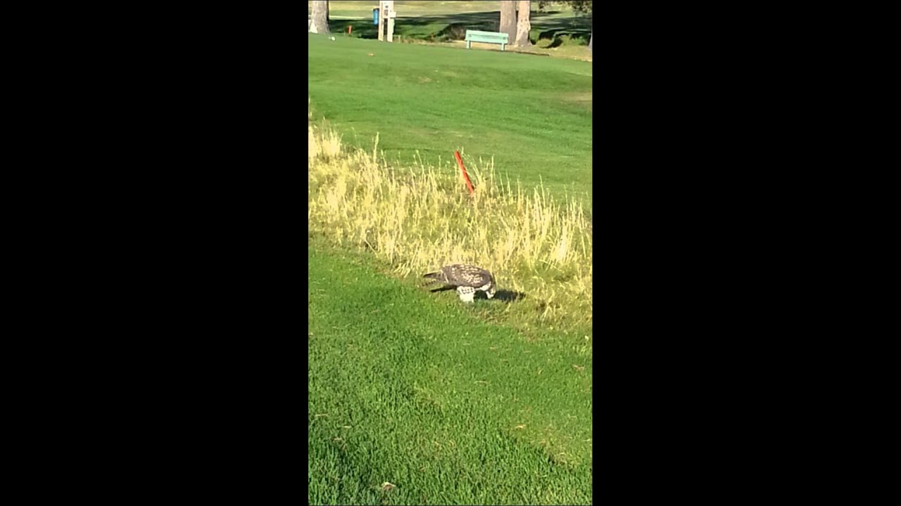 Hawk catching a mouse - YouTube