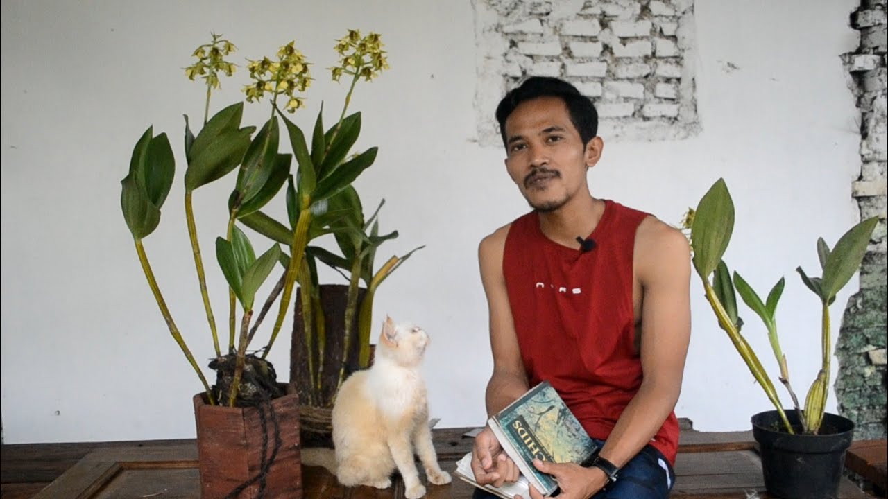 Dendrobium macrophyllum, Anggrek Jamrud - YouTube