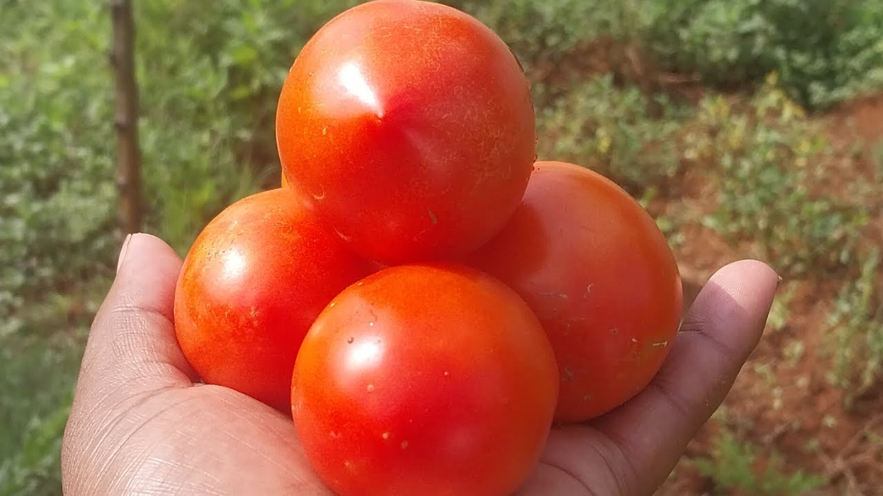Day 16 Of Anna F1 Tomatoes || Make Easy money|| Topdressing tomatoes ...