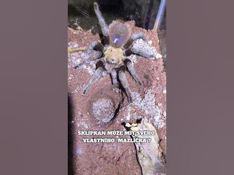 SKLÍPKAN MŮŽE MÍT SVÉHO "MAZLÍČKA" #fyp#sklípkan#pavouk#pavouci#chov#chovatel#teraristika#cz# ...