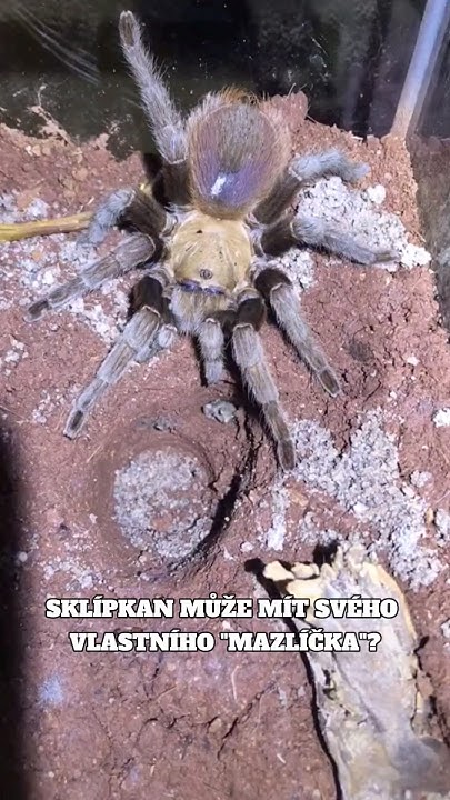 SKLÍPKAN MŮŽE MÍT SVÉHO "MAZLÍČKA" #fyp#sklípkan#pavouk#pavouci#chov#chovatel#teraristika#cz# ...