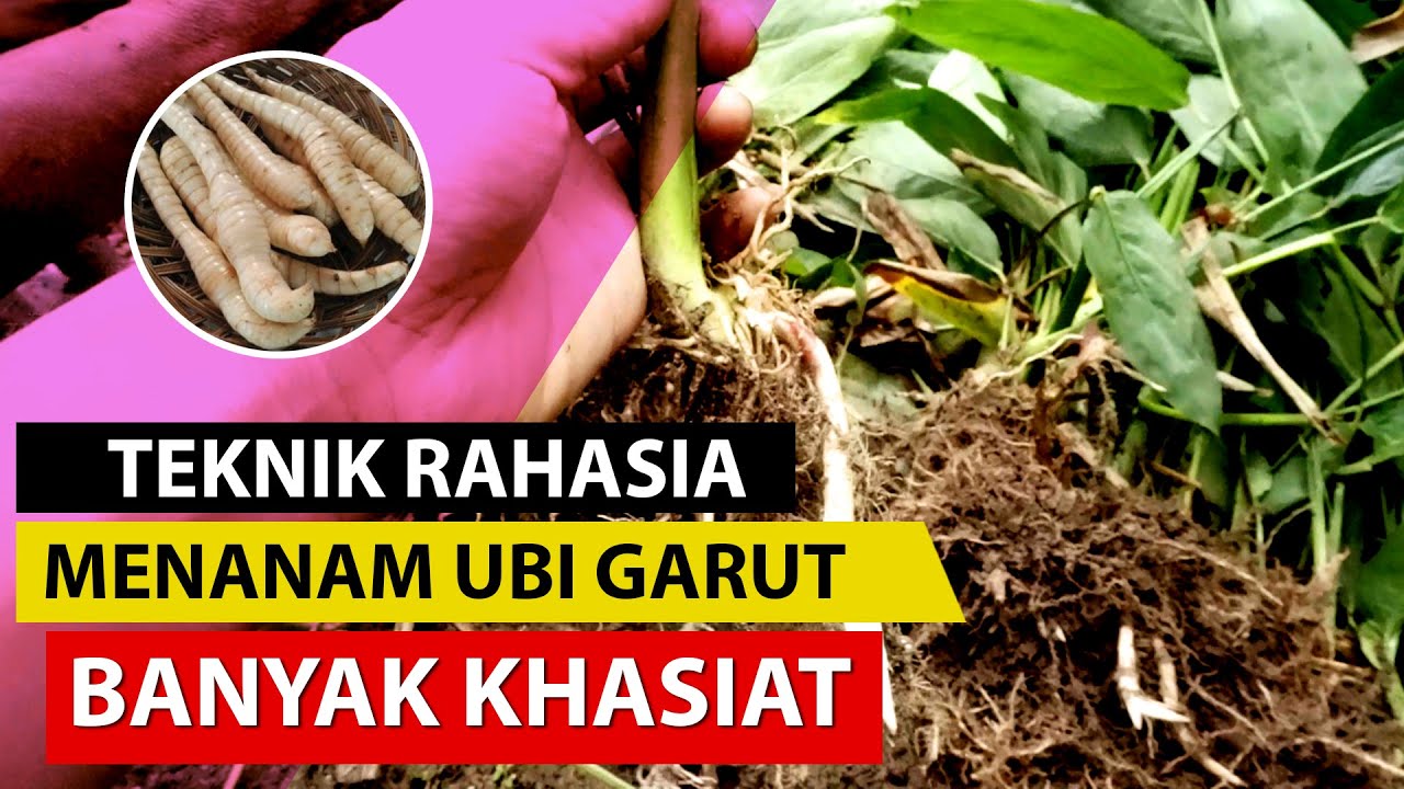 Cara Menanam Umbi Garut Cepat Tubuh Besar - YouTube