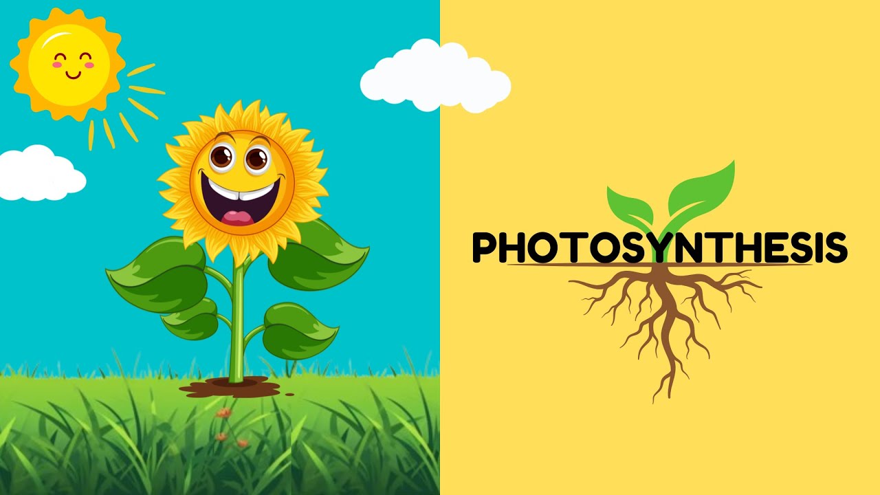 Photosynthesis | Photosynthesis For Kids | Photosynthesis in Plants ...