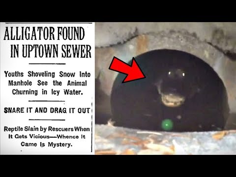 5 Most Compelling Pieces Of Sewer Alligator Evidence - YouTube