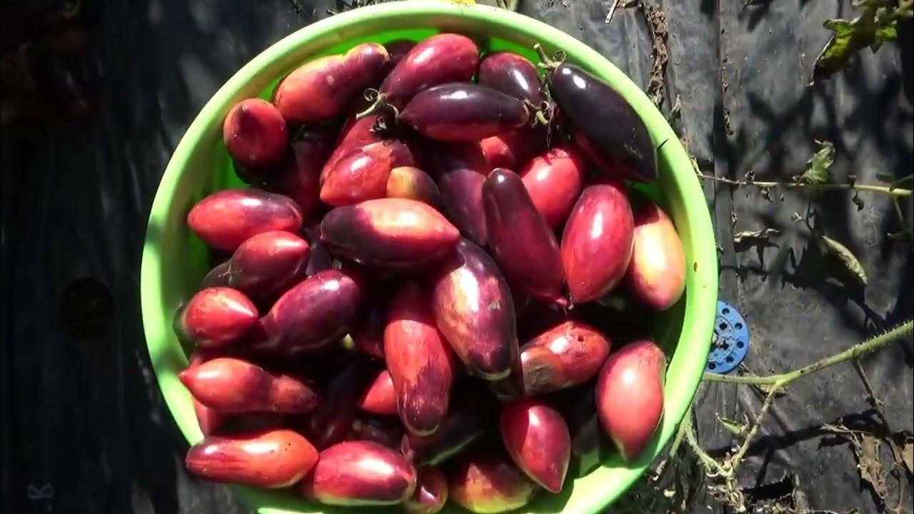Этот томат собираю ведрами! Потрясающая урожайность томата Сливка ...