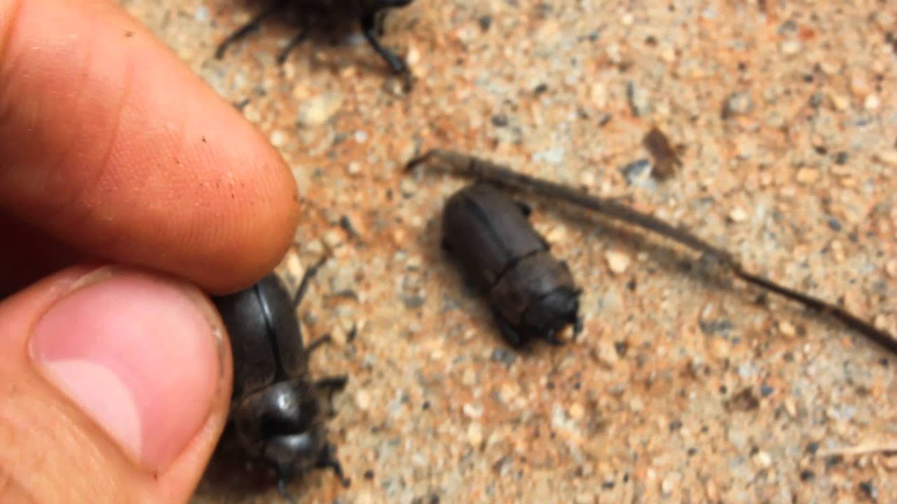 Male Dorcus brevis - YouTube