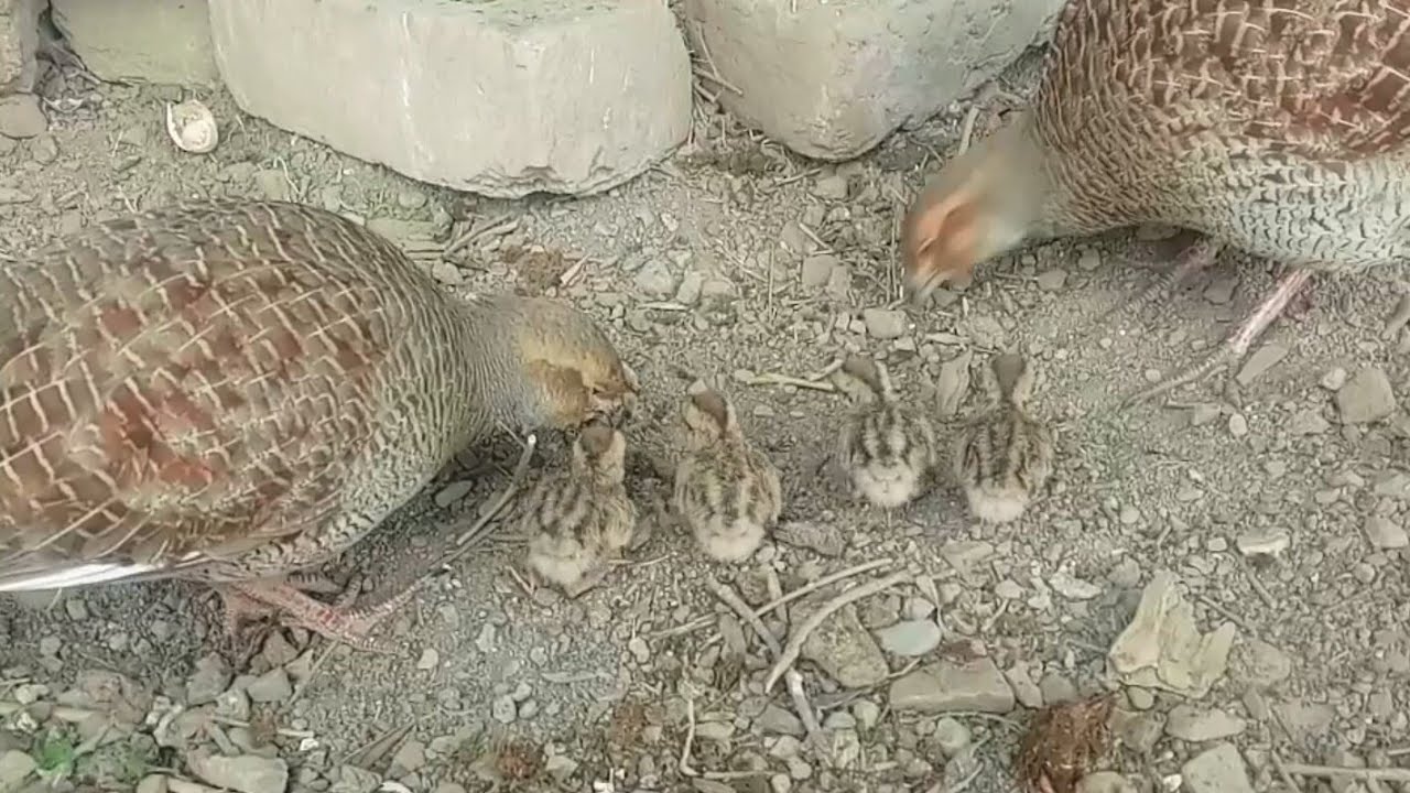 Dakhni Teetar chicks feeding | Breeding season | - YouTube