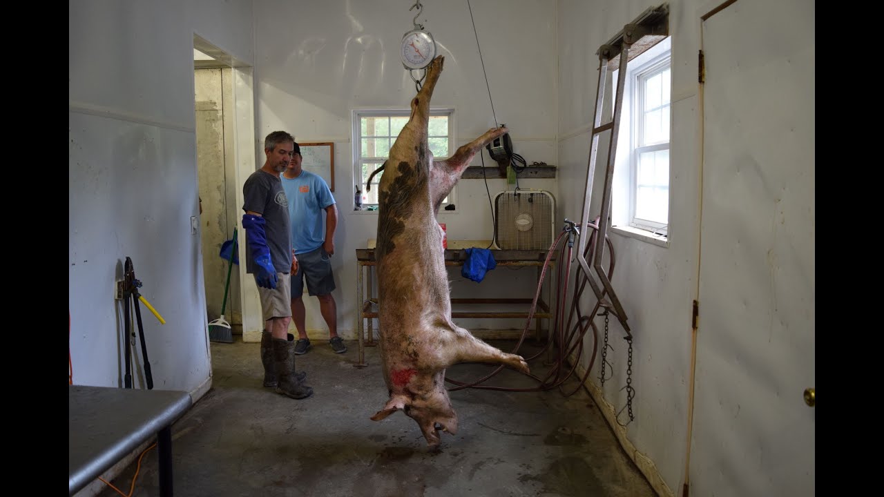 Butchering a Wild Hog in South Carolina - YouTube