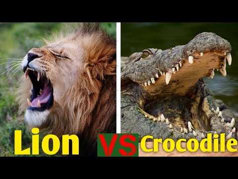 lion vs crocodile #wildanimals #lion #crocodile - YouTube
