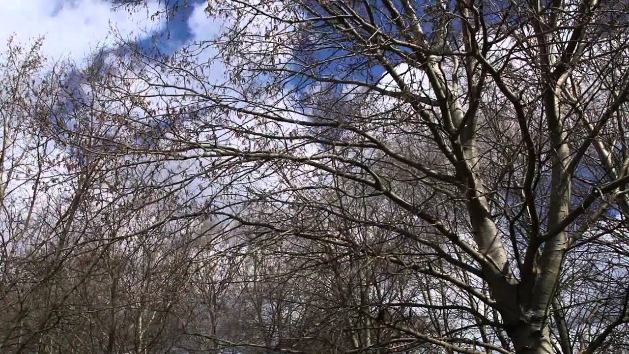It's a very windy day - YouTube