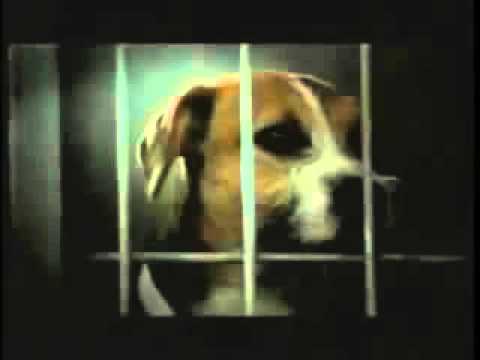 Saddest dog commercial ever Pedigree adoption drive - YouTube