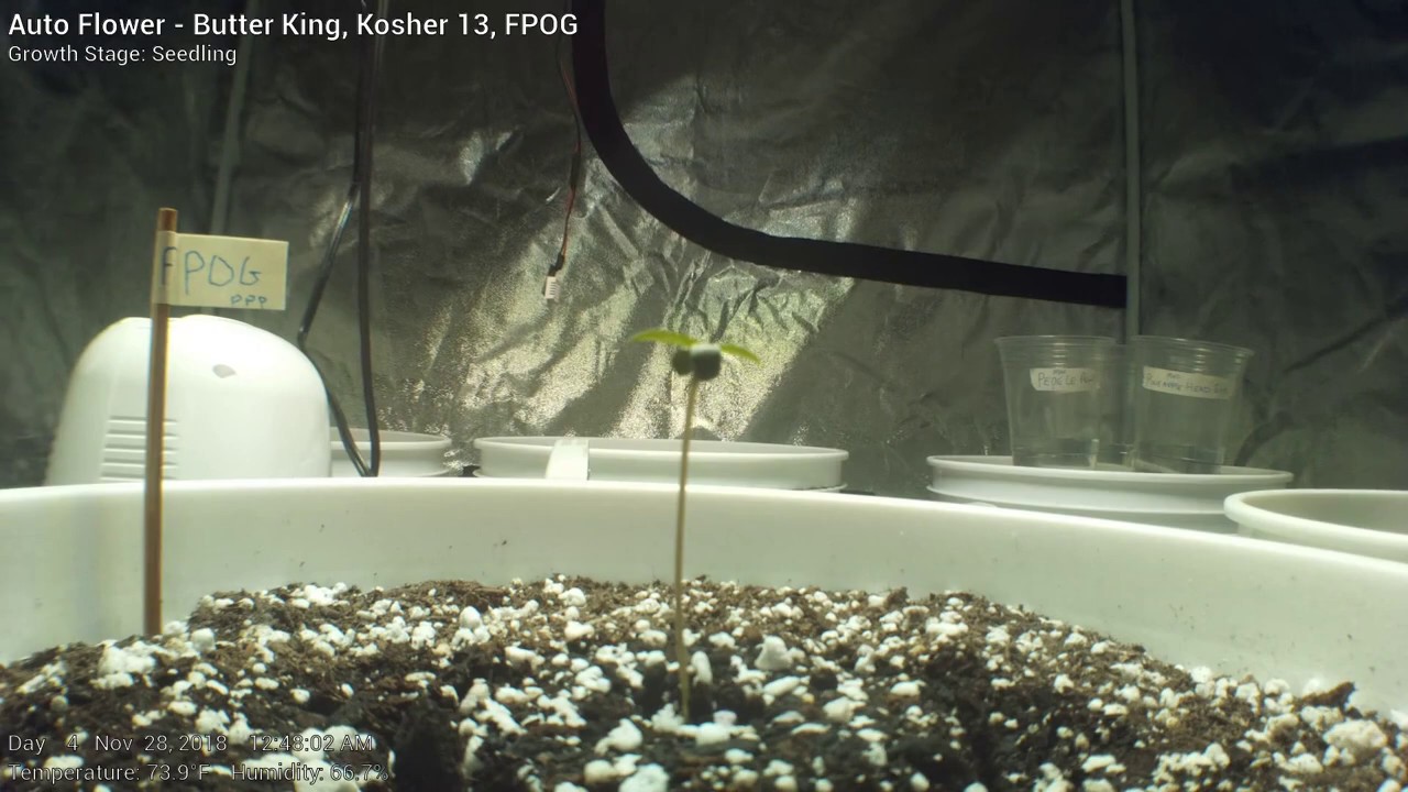Auto Flower - Week 1 - Cannabis Time Lapse - YouTube
