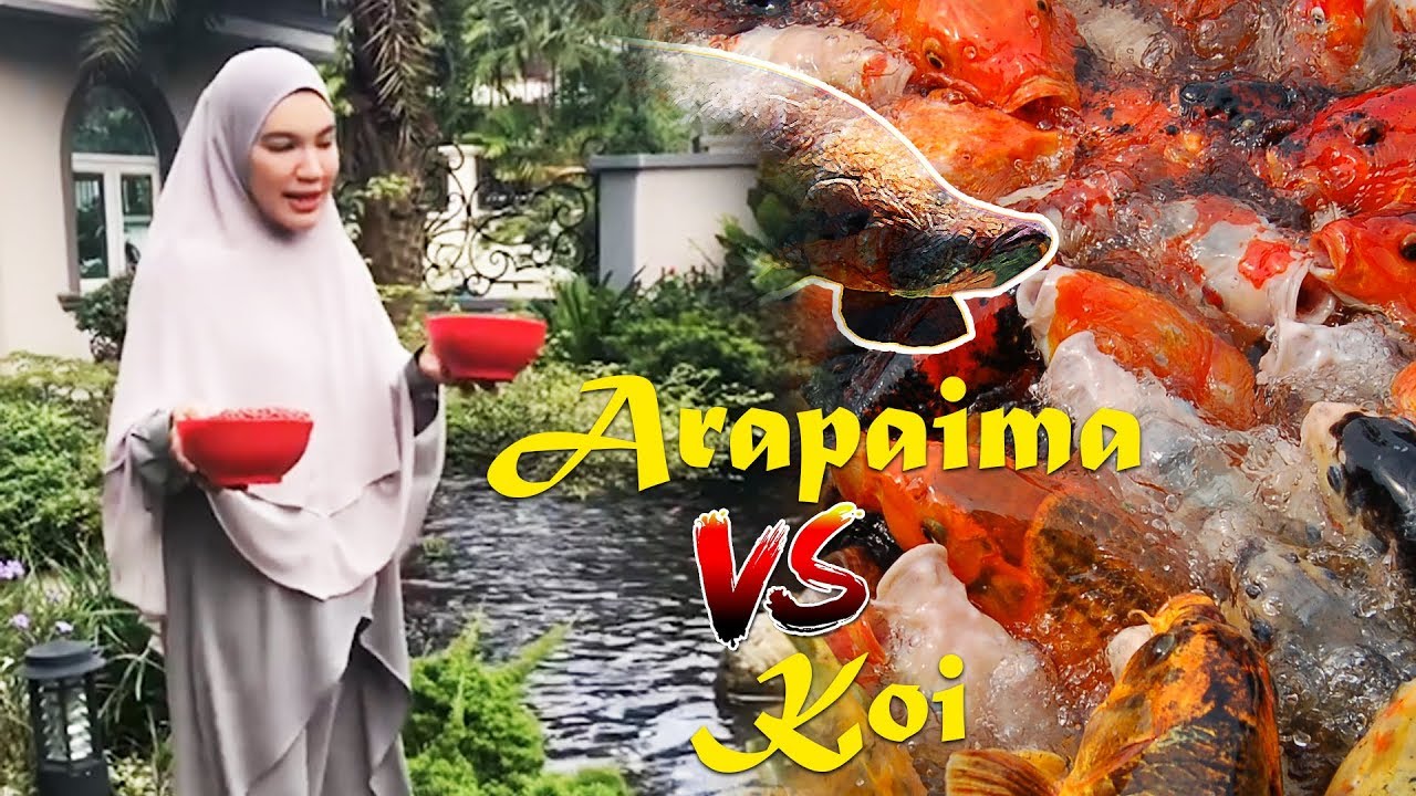 Perbezaan Ikan Arapaima Dan Ikan Koi Makan - Nur Shahida Channel - YouTube