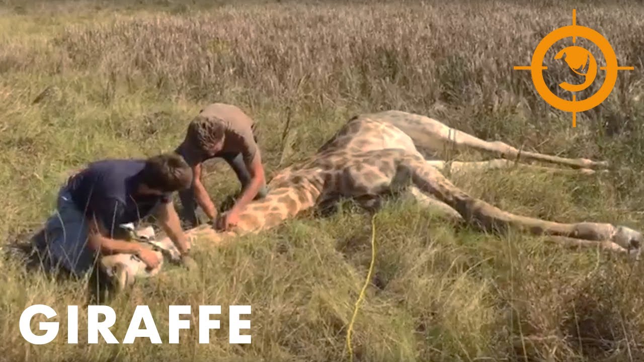 Giraffe | Saving the Survivors - YouTube