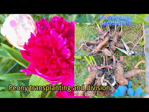 When and how to transplant and divide peony plant successfully. Oct.18 ...