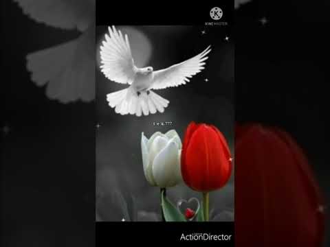 WhatsApp üçün yeni video və mahnı 2021 mp3 ‎@Novruz Heziyev 