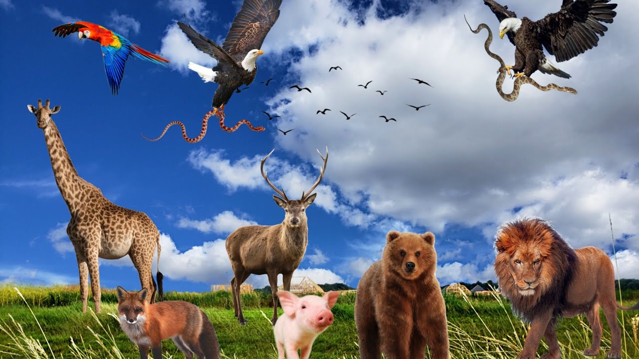animal world,animals sounds, farm animals,dog ,cat, lion - YouTube