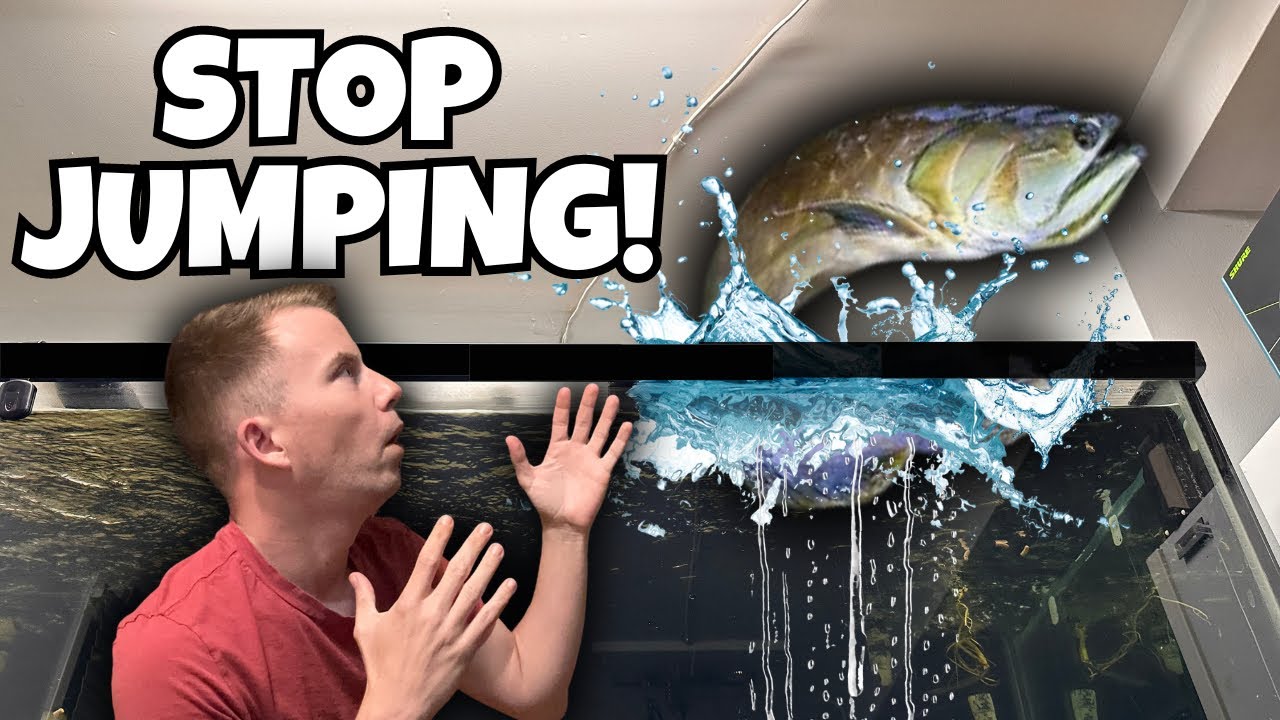 HOW TO: STOP FISH FROM JUMPING OUT OF YOUR AQUARIUM - Watch This! - YouTube