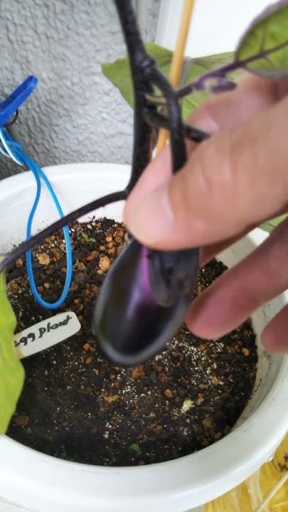 foxy garden ready for our first batch - YouTube