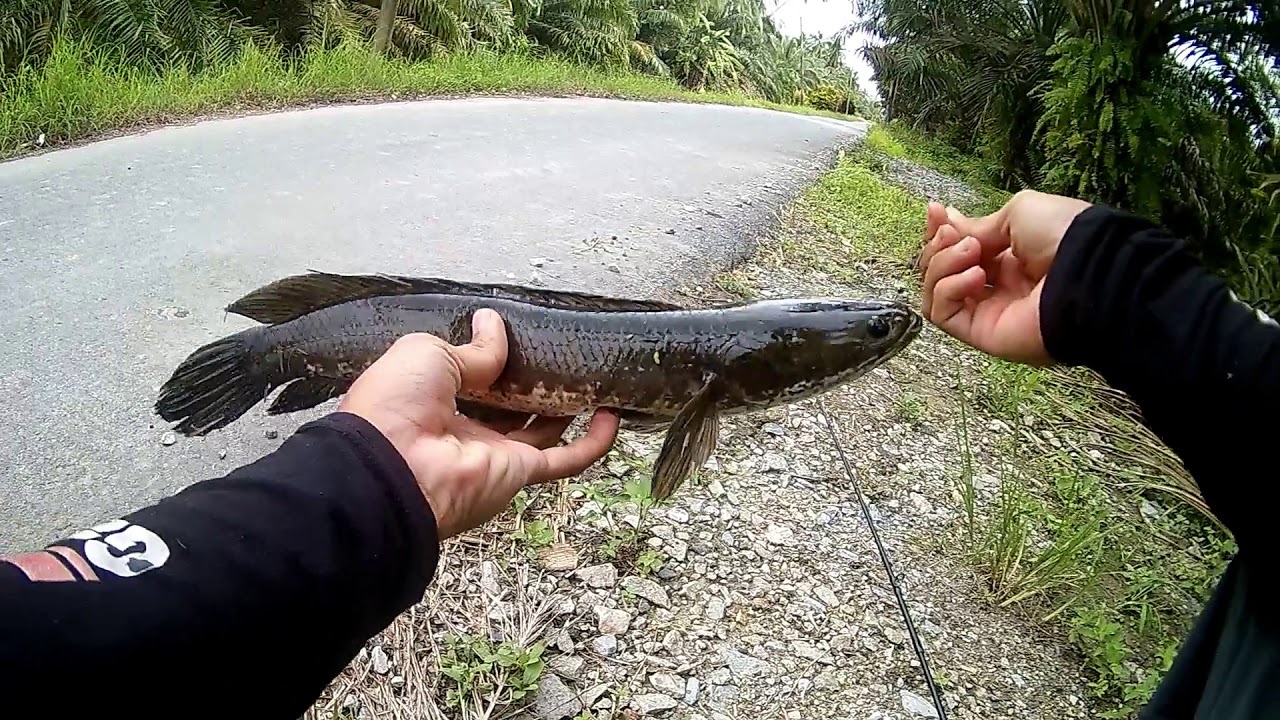 Haruan Gabus Pecah Tong - 4 Jam 50 Ekor Solo Casting (25/11/2018) - YouTube